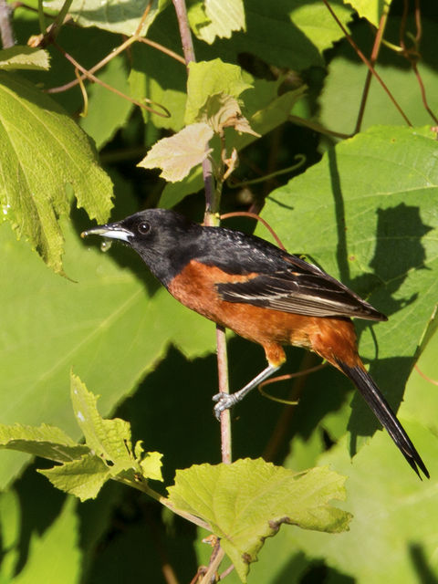 Orchard Oriole