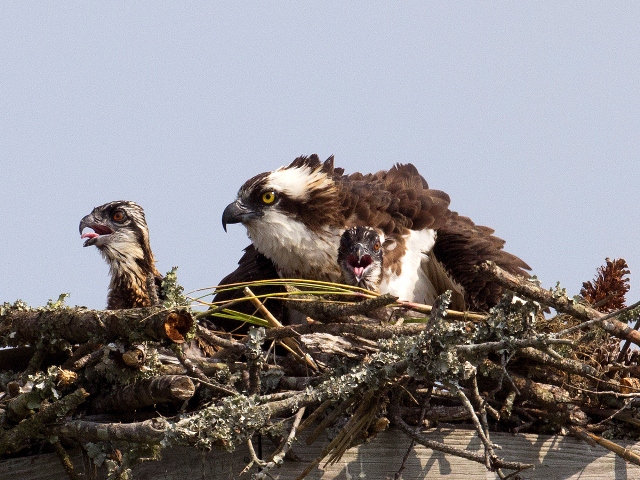 Osprey