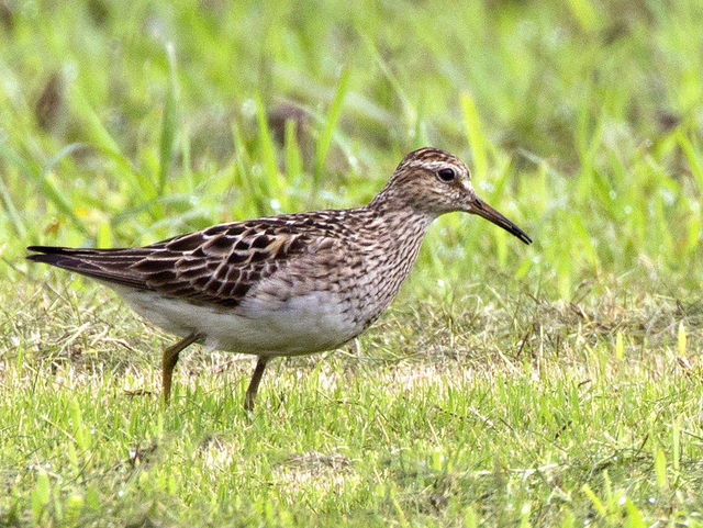 Pectoral Sandpiper