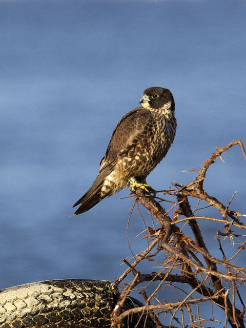 Peregrine Falcon
