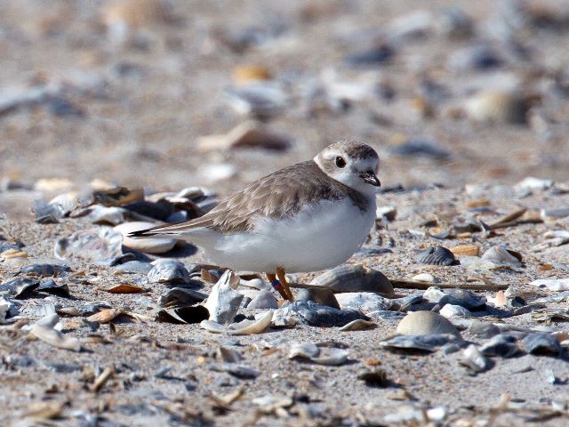 Piping Plover