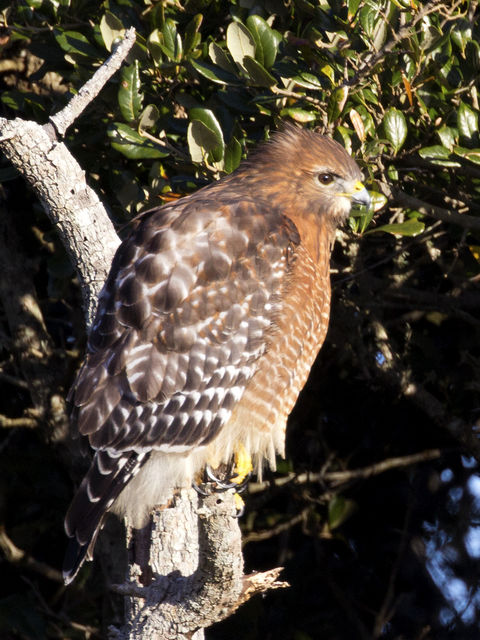 Red-shouldered Hawk