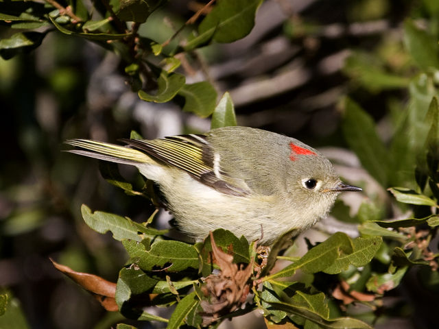 Ruby-crowned Kinglet