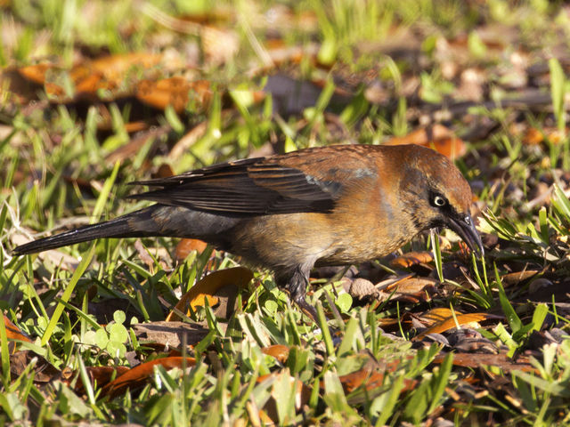 Rusty Blackbird