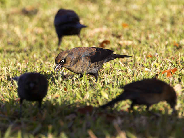 Rusty Blackbird