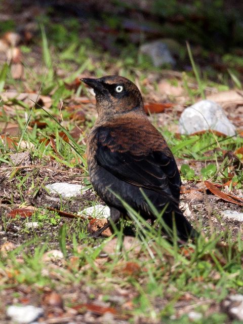 Rusty Blackbird