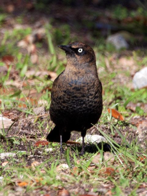 Rusty Blackbird