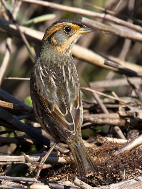 Saltmarsh Sparrow