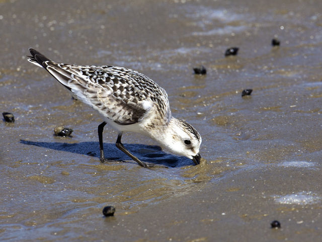 Sanderling