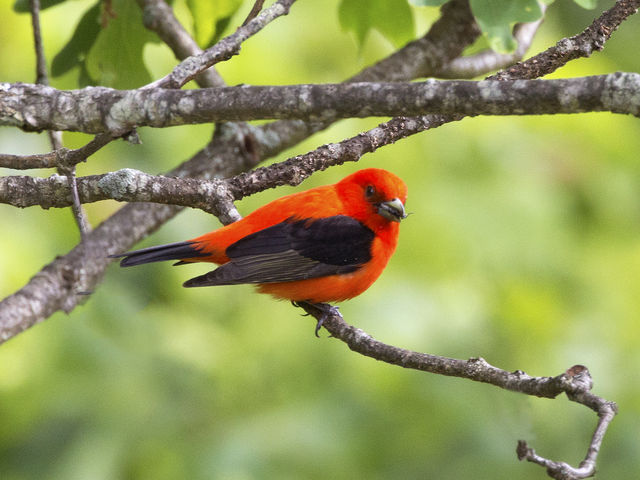Scarlet Tanager