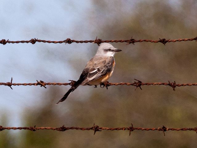 Scissor-tailed Flycatcher and Eastern Phoebe