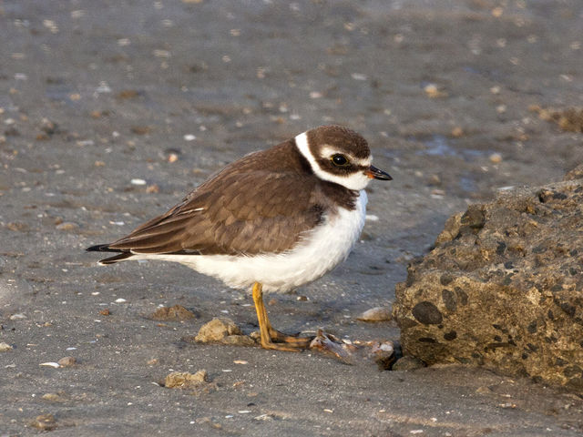 Semipalmated Plover