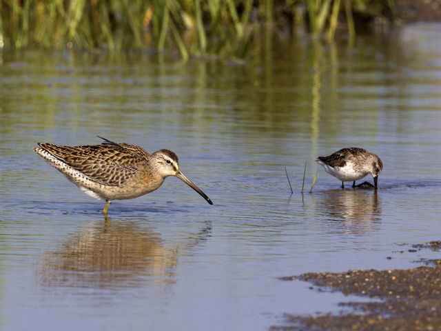 Short-billed Dowitcher