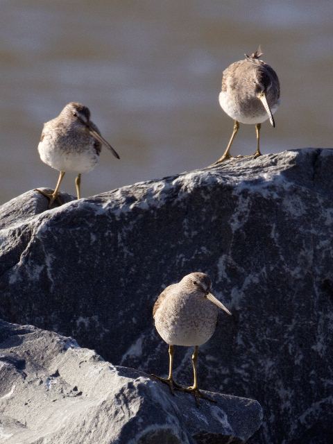 Short-billed Dowitchers and Dunlin