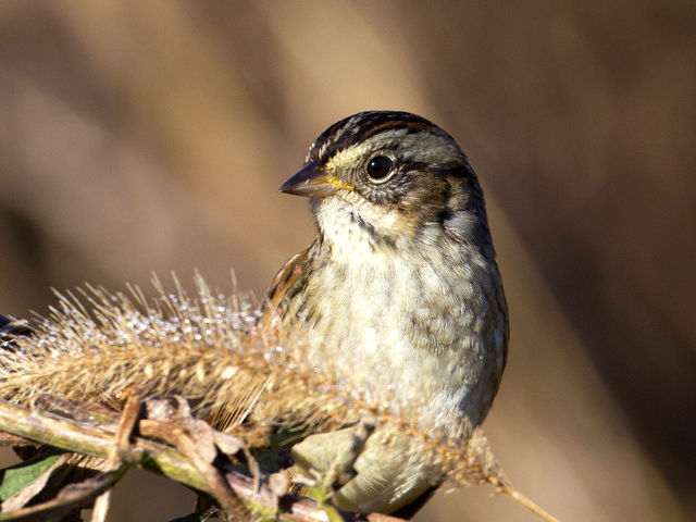 Swamp Sparrow