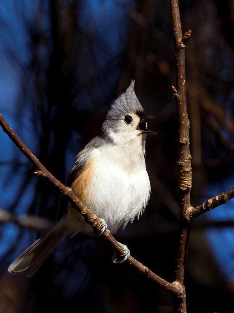 Tufted Titmouse