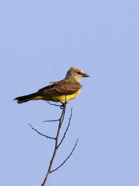Western Kingbird