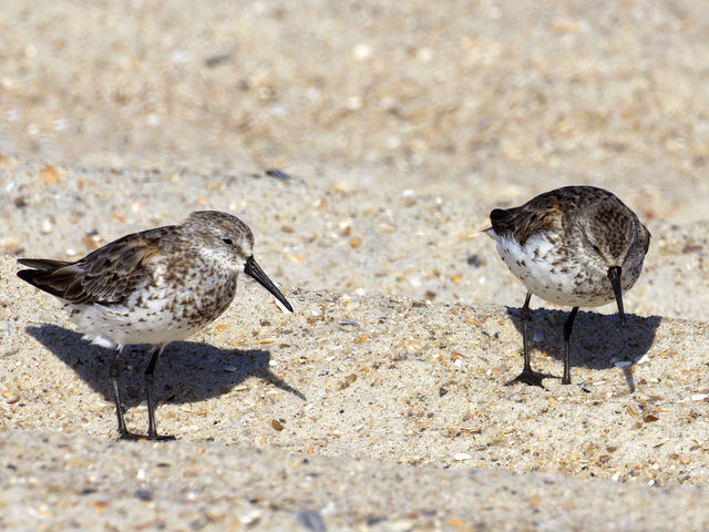 Western Sandpiper