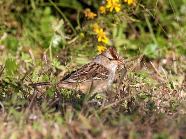 White-crowned Sparrow