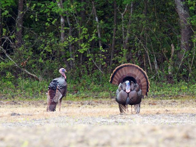 Wild Turkeys