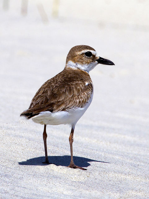 Wilson's Plover