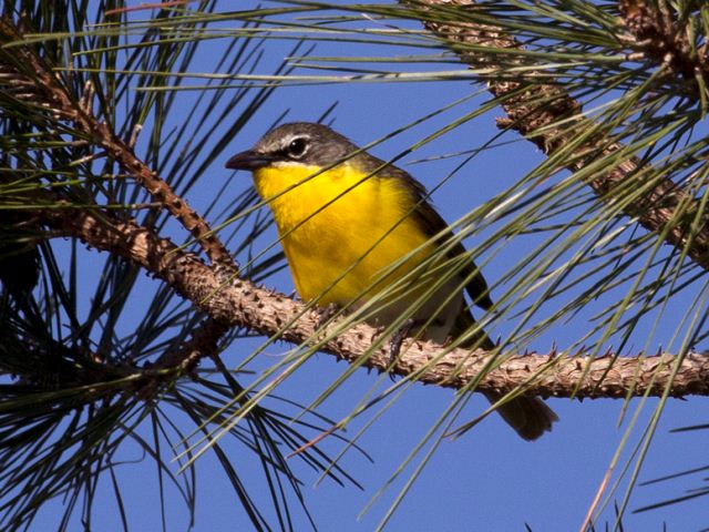 Yellow-breasted Chat