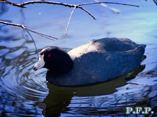 American Coot