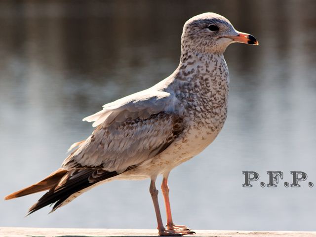 Ring-billed Gull