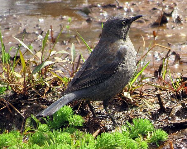 Rusty Blackbird