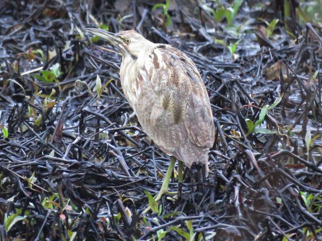 American Bittern
