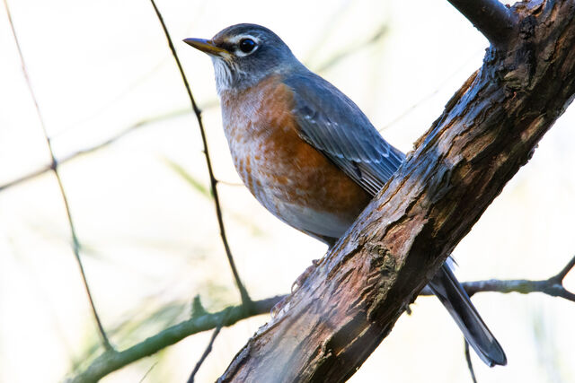 American Robin