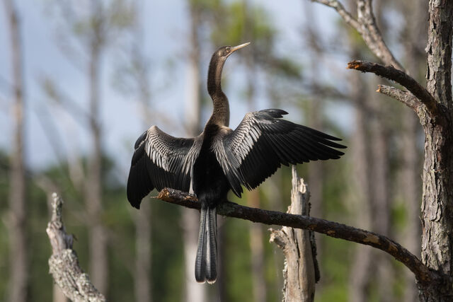 Anhinga