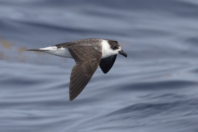 Black-capped Petrel