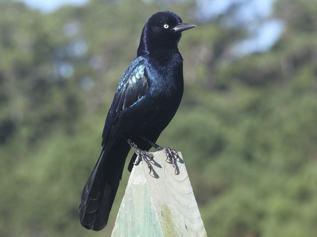 Boat-tailed Grackles