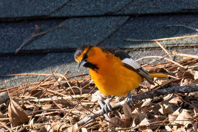 Bullock's Oriole