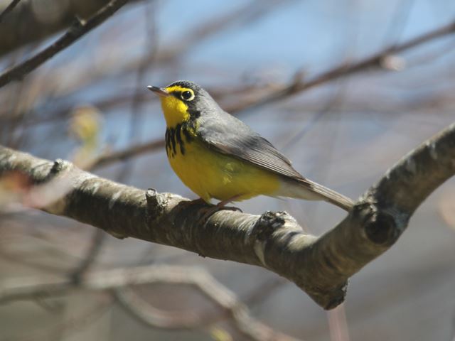 Canada Warbler