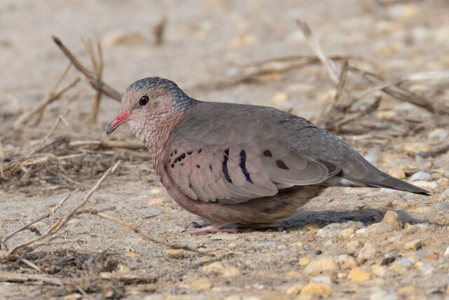 Common Ground Dove
