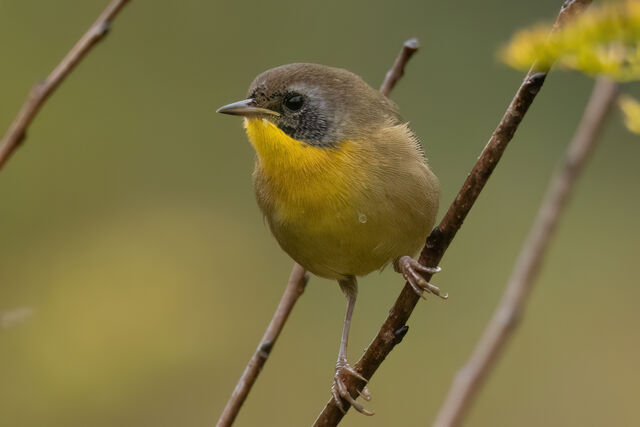Common Yellowthroat
