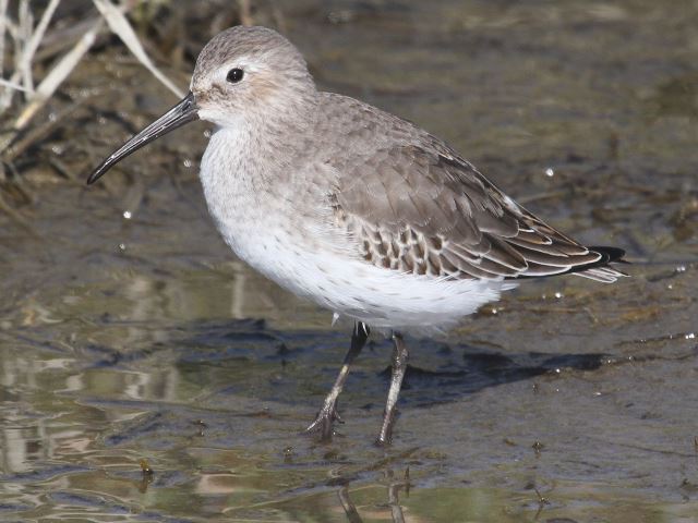 Dunlin