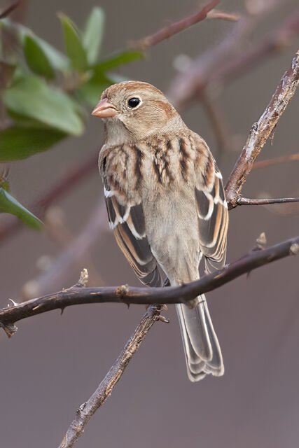 Field Sparrow