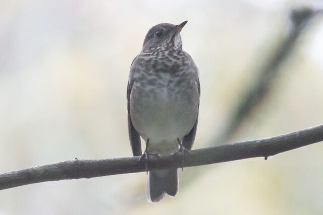 Gray-cheeked Thrush