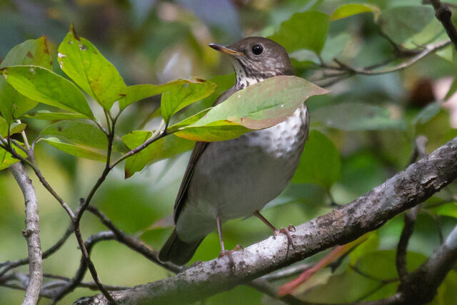 Gray-cheeked Thrush