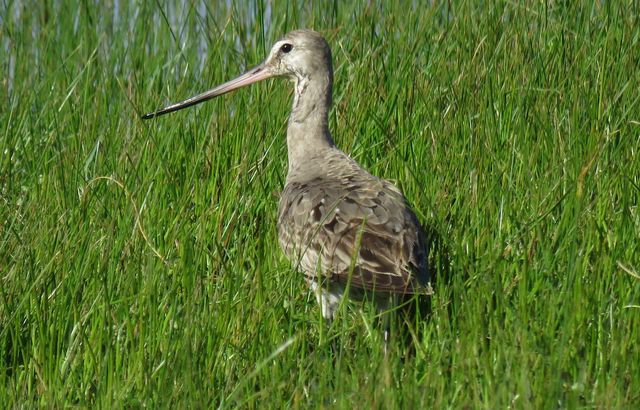 Hudsonian Godwit
