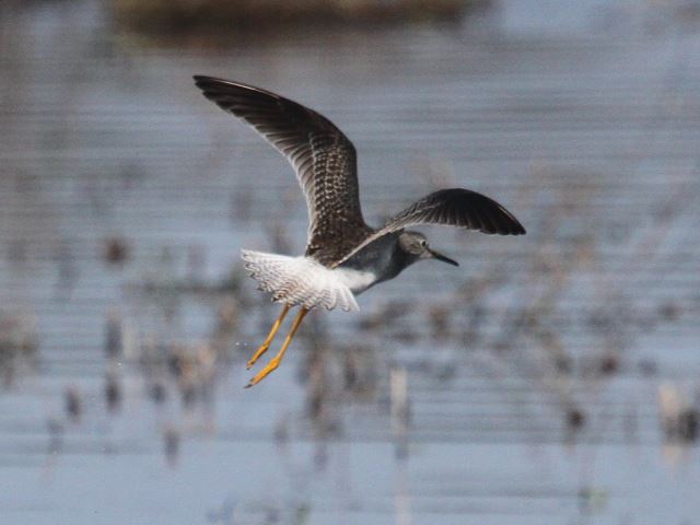 Lesser Yellowlegs and Stilt Sandpiper