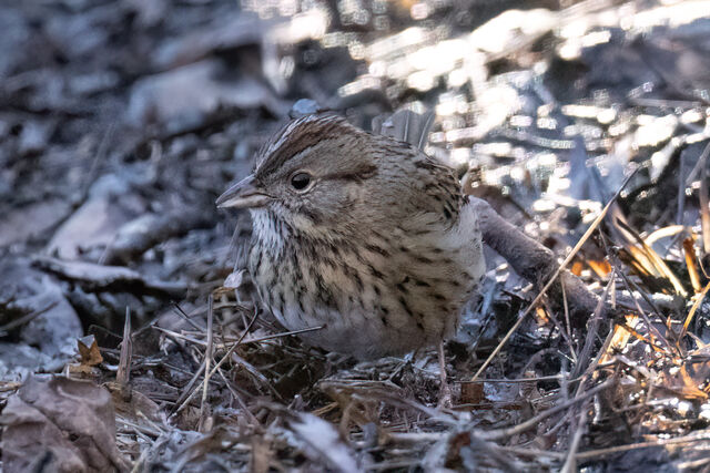 Lincoln's Sparrow