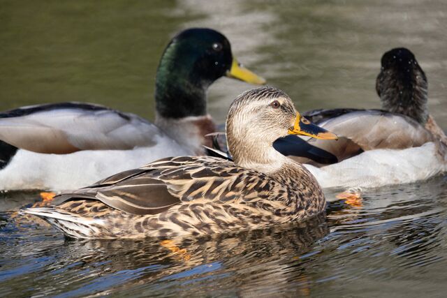 Mallard