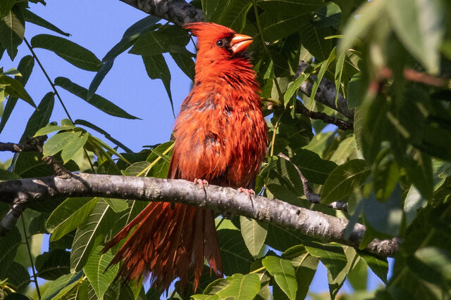 Northern Cardinal