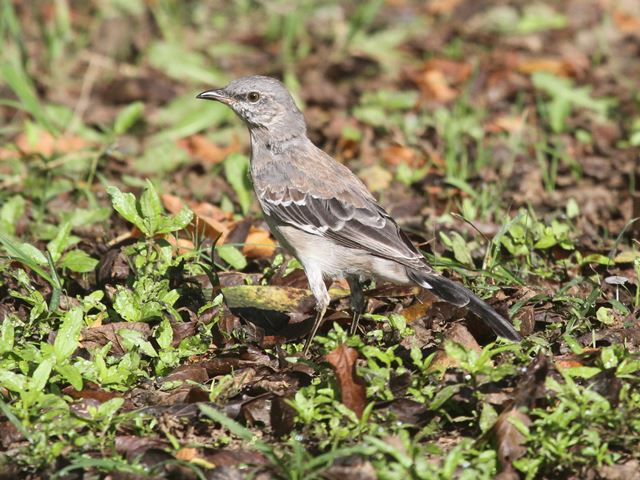Northern Mockingbirds
