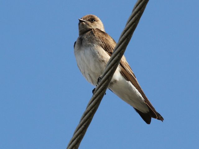 Northern Rough-winged Swallow