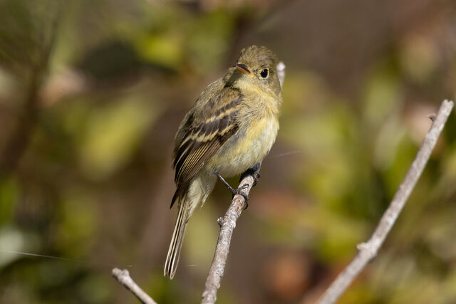 Western Flycatcher